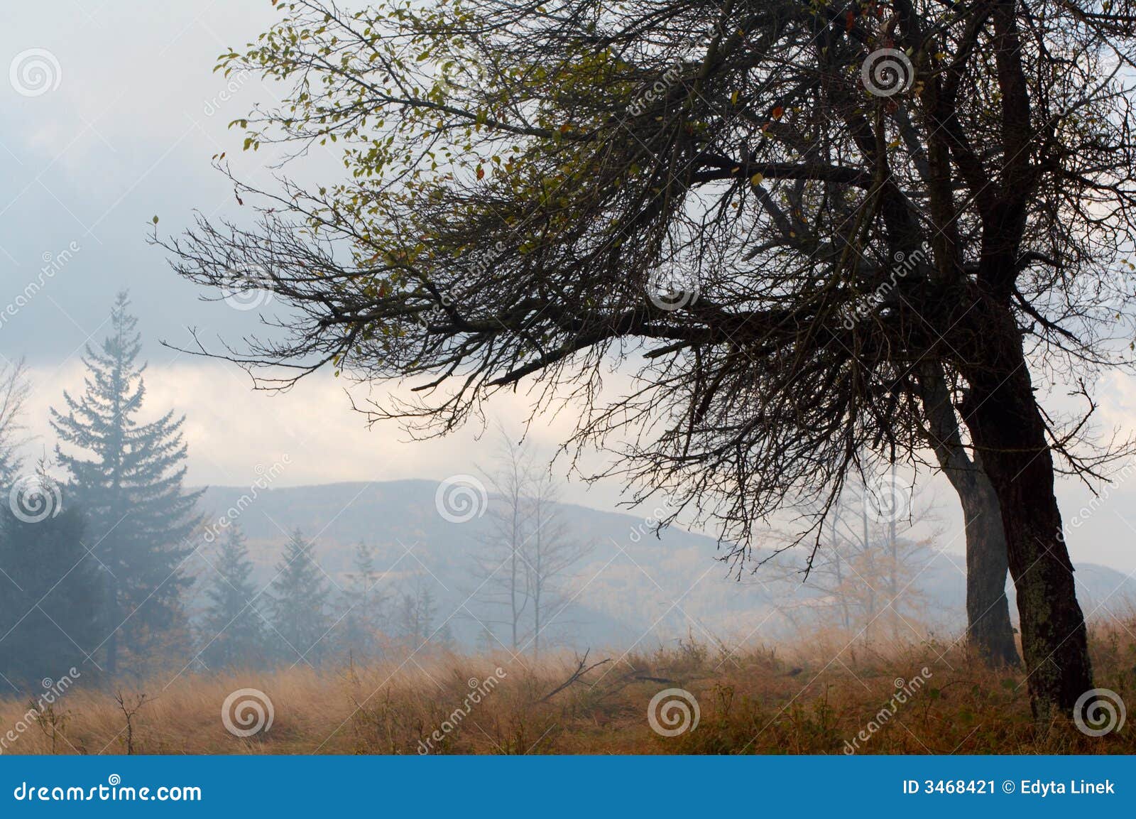 Misty day stock image. Image of fall, mist, misty, season - 3468421