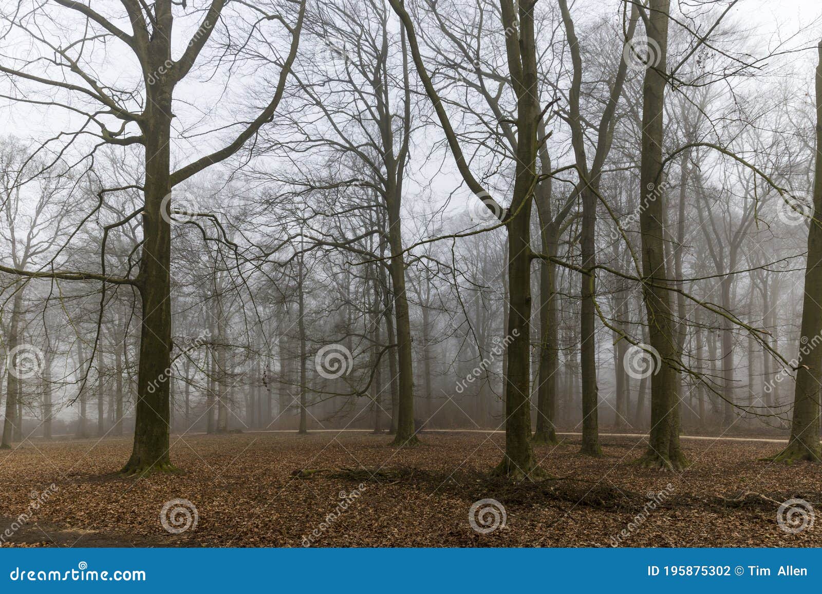 Misty Dead Tree Landscape with Leaves on the Ground Stock Photo - Image ...
