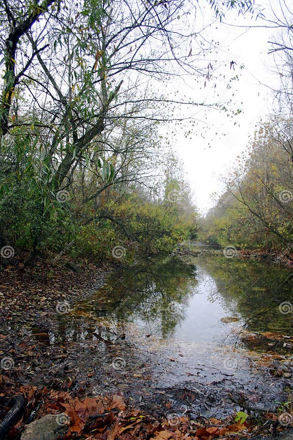 Misty am in fall 1 stock image. Image of tree, pond, foggy - 35803