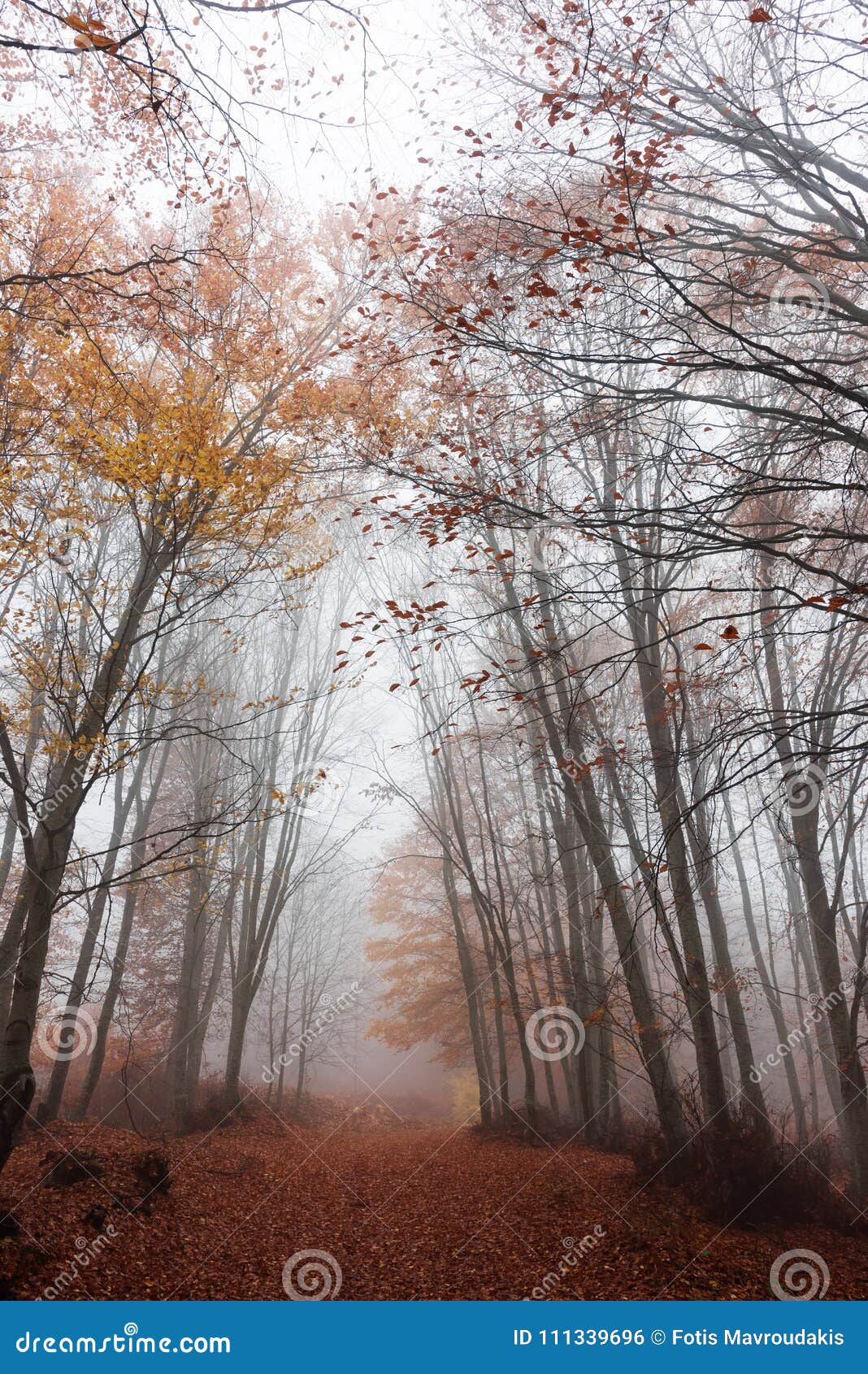 Misty fall forest stock photo. Image of brown, asphalt - 111339696