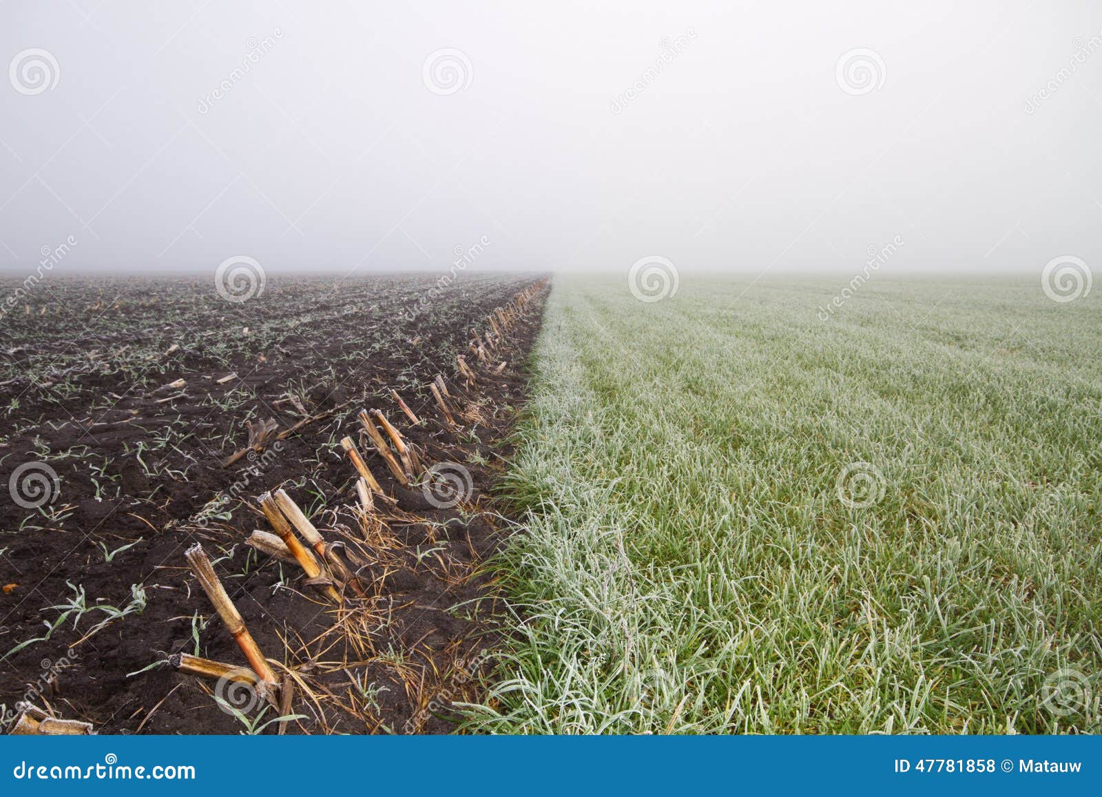 Misty field stock photo. Image of mist, green, maize - 47781858