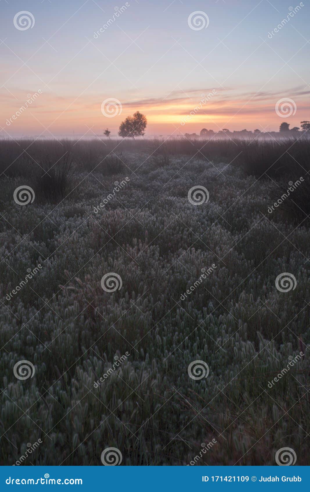Misty Fields in Farm at Sunrise Stock Image - Image of environmental ...