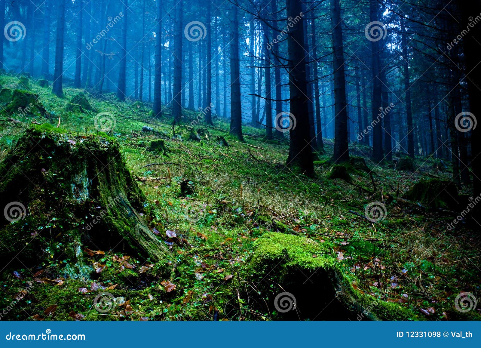 Misty forest stock photo. Image of scene, woods, sunlight - 12331098