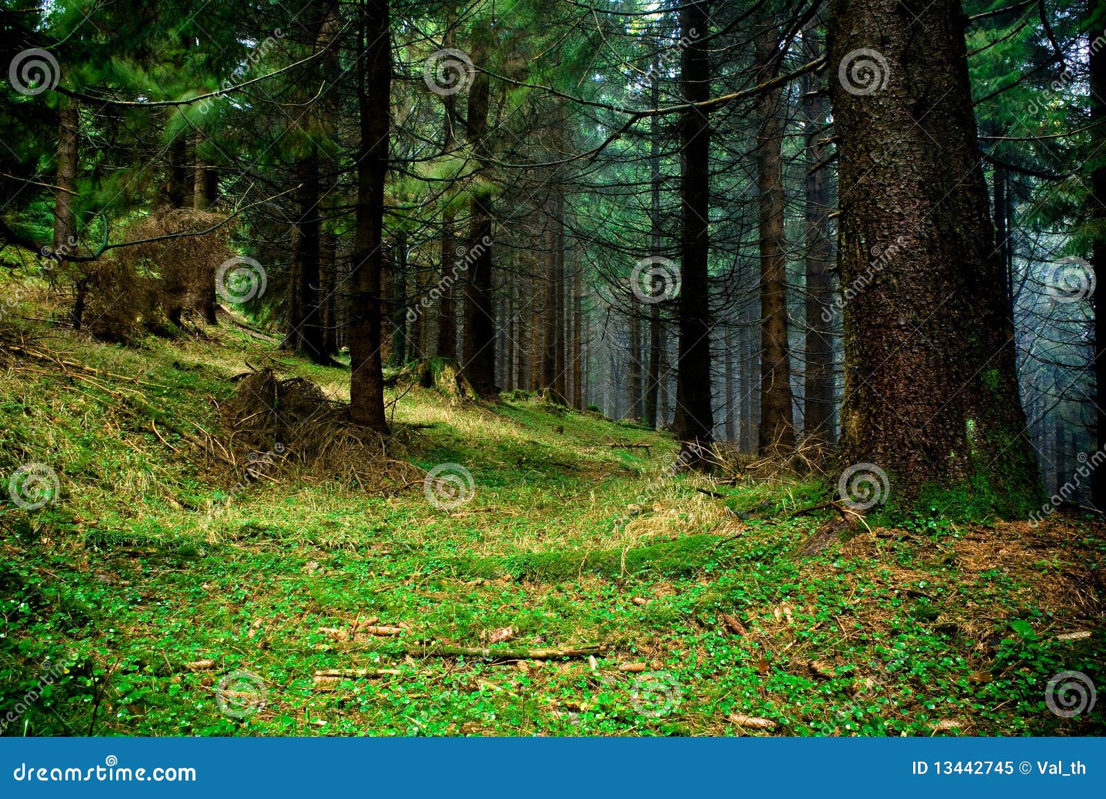 Misty forest stock image. Image of scene, pine, autumn - 13442745
