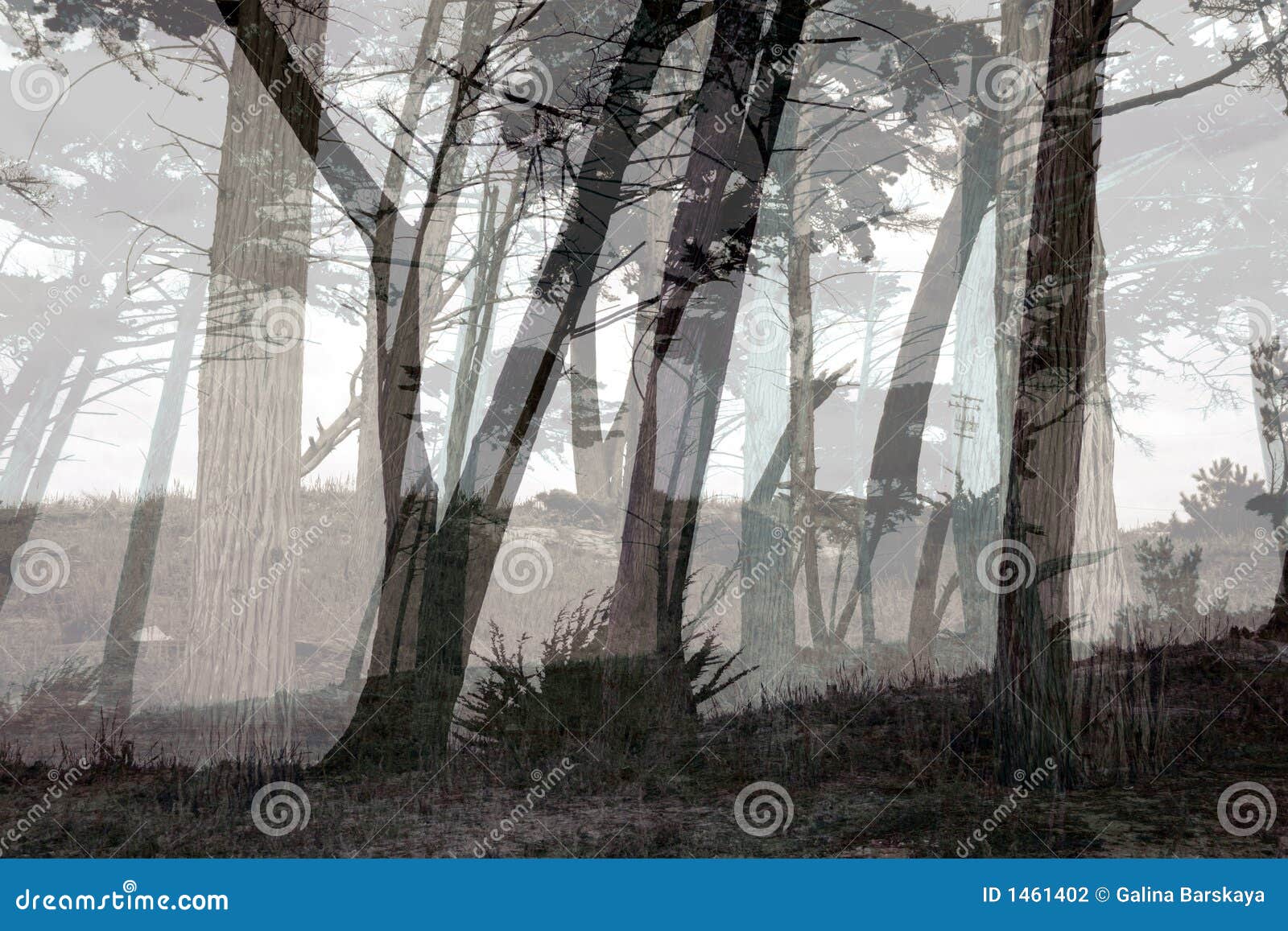 Misty Forest Stock Photo | CartoonDealer.com #3842712