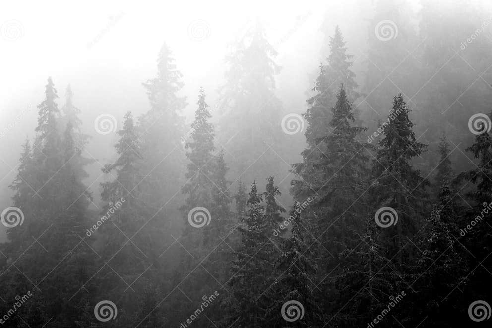 Misty Forest stock photo. Image of white, scenery, mist - 3072982