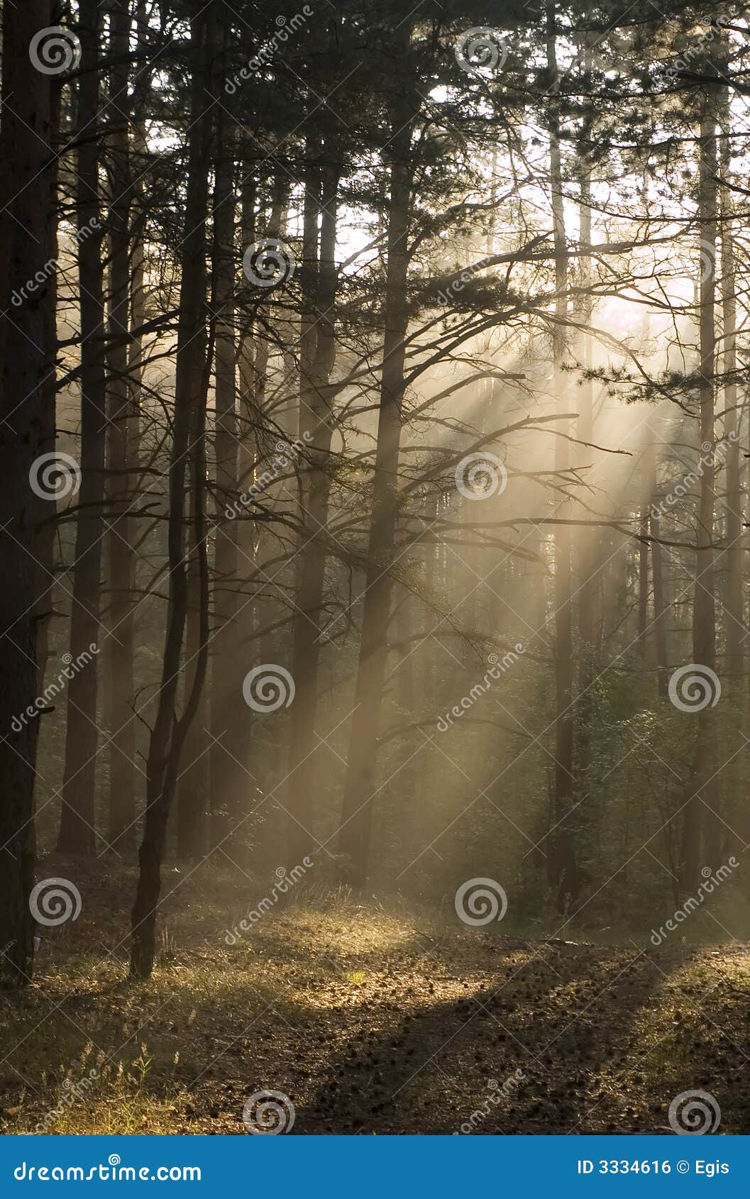 Misty forest stock photo. Image of trees, dark, misty - 3334616