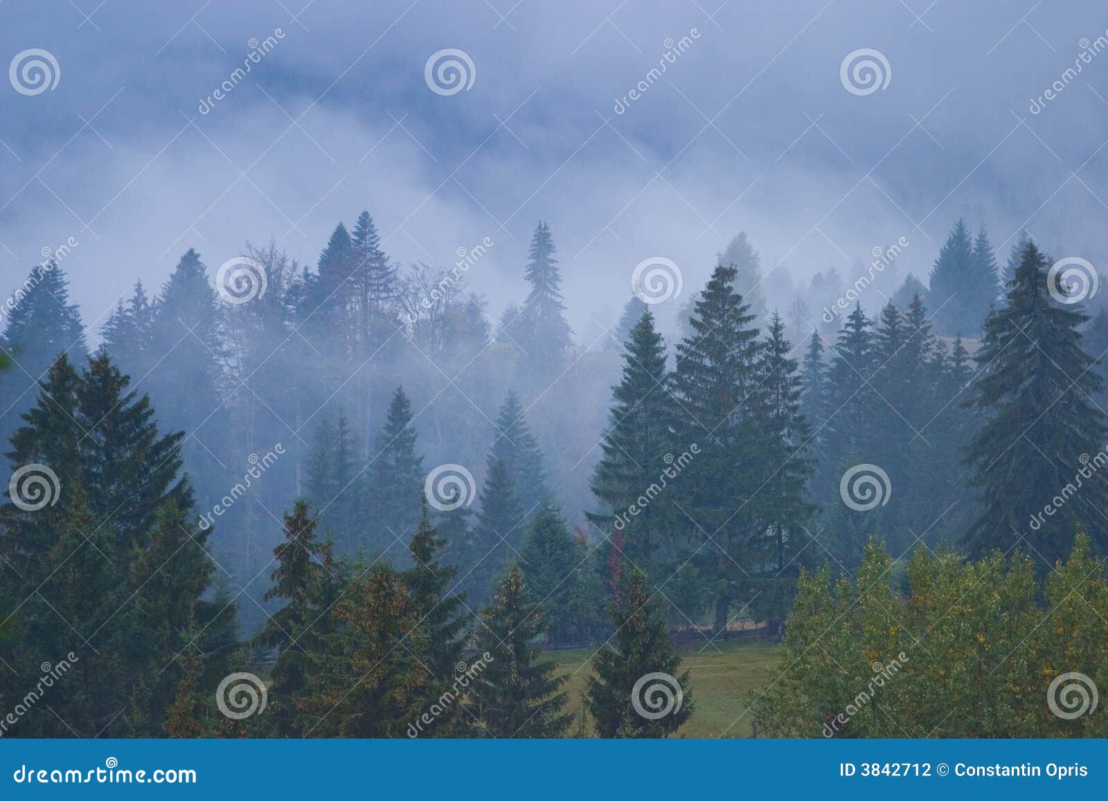 Misty Forest Stock Photo | CartoonDealer.com #3842712