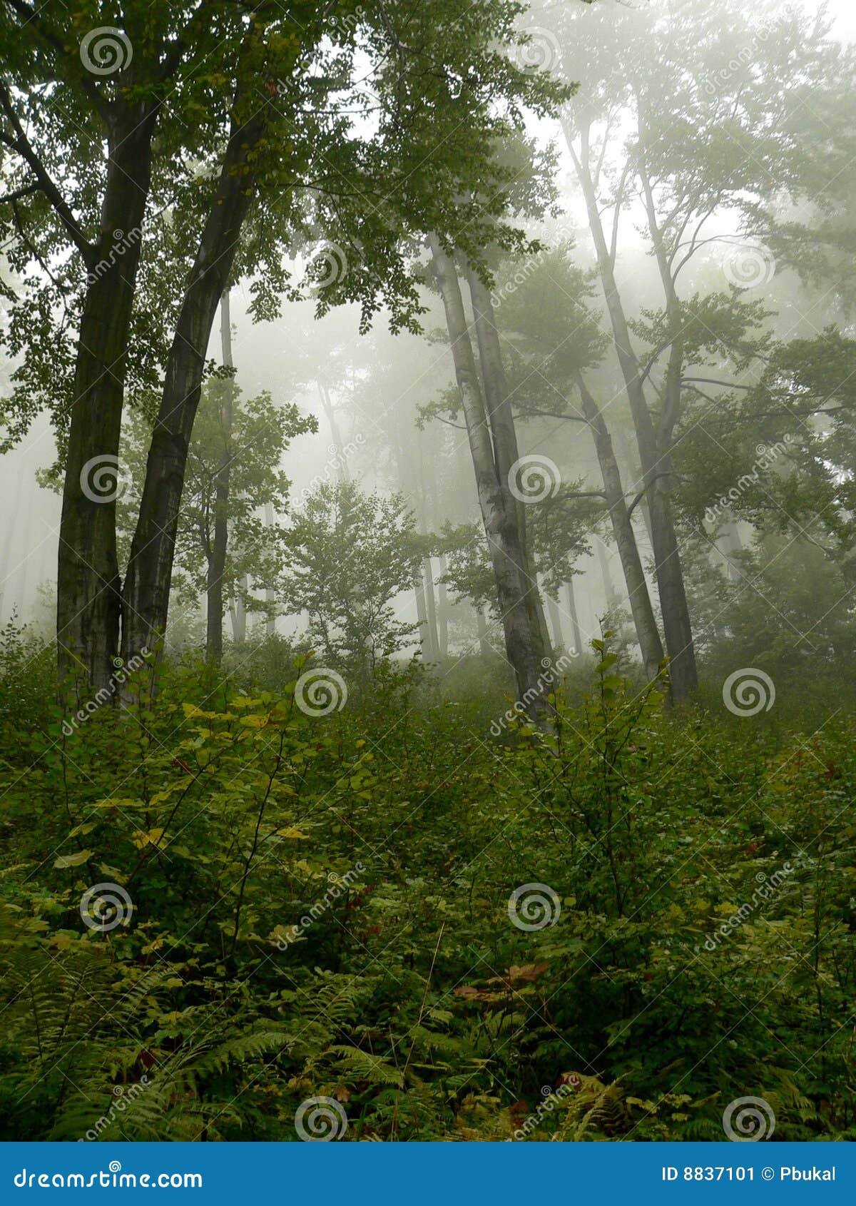1,106 Depressive Forest Stock Photos - Free & Royalty-Free Stock Photos ...
