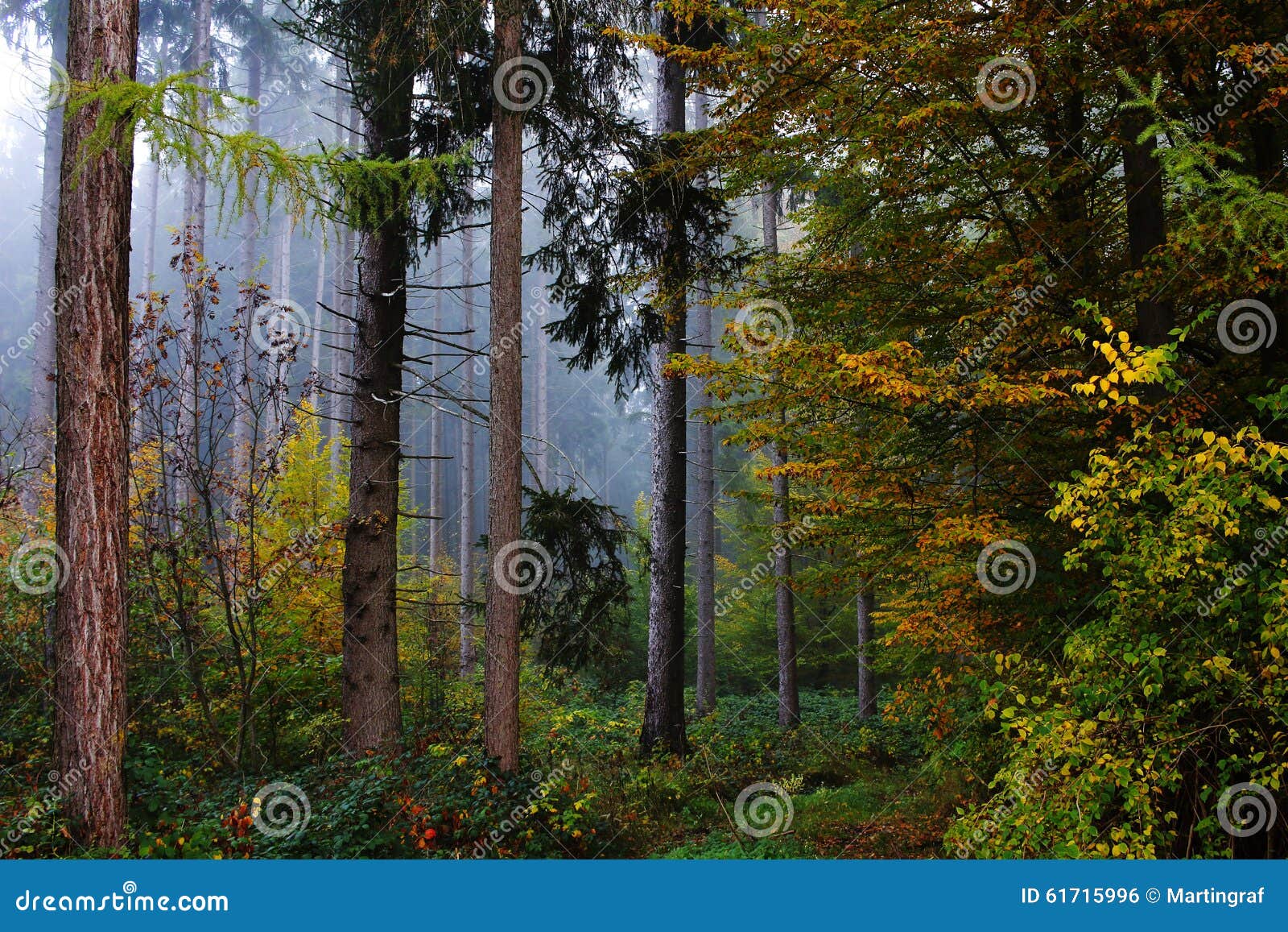 Misty Forest, Mystic Landscape, Fall Season Nature Stock Photo - Image ...