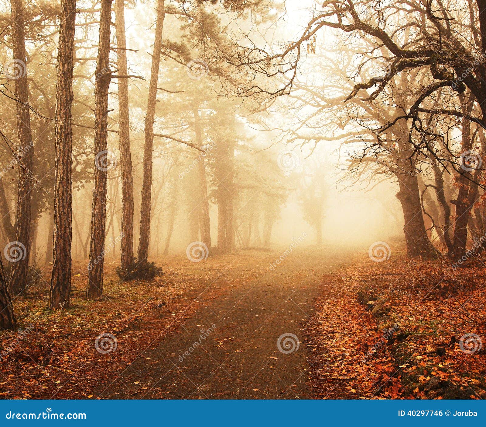 Misty forest in autumn stock photo. Image of tree, enchanted - 40297746
