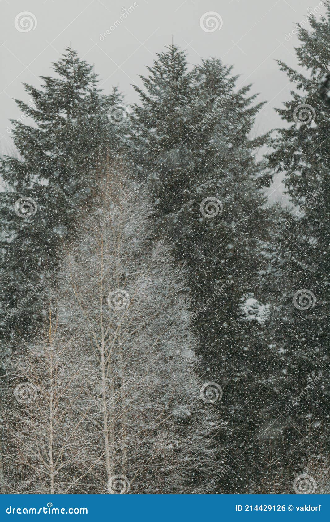 Forest during Snowstorm in Winter Stock Photo - Image of storm, snowy ...