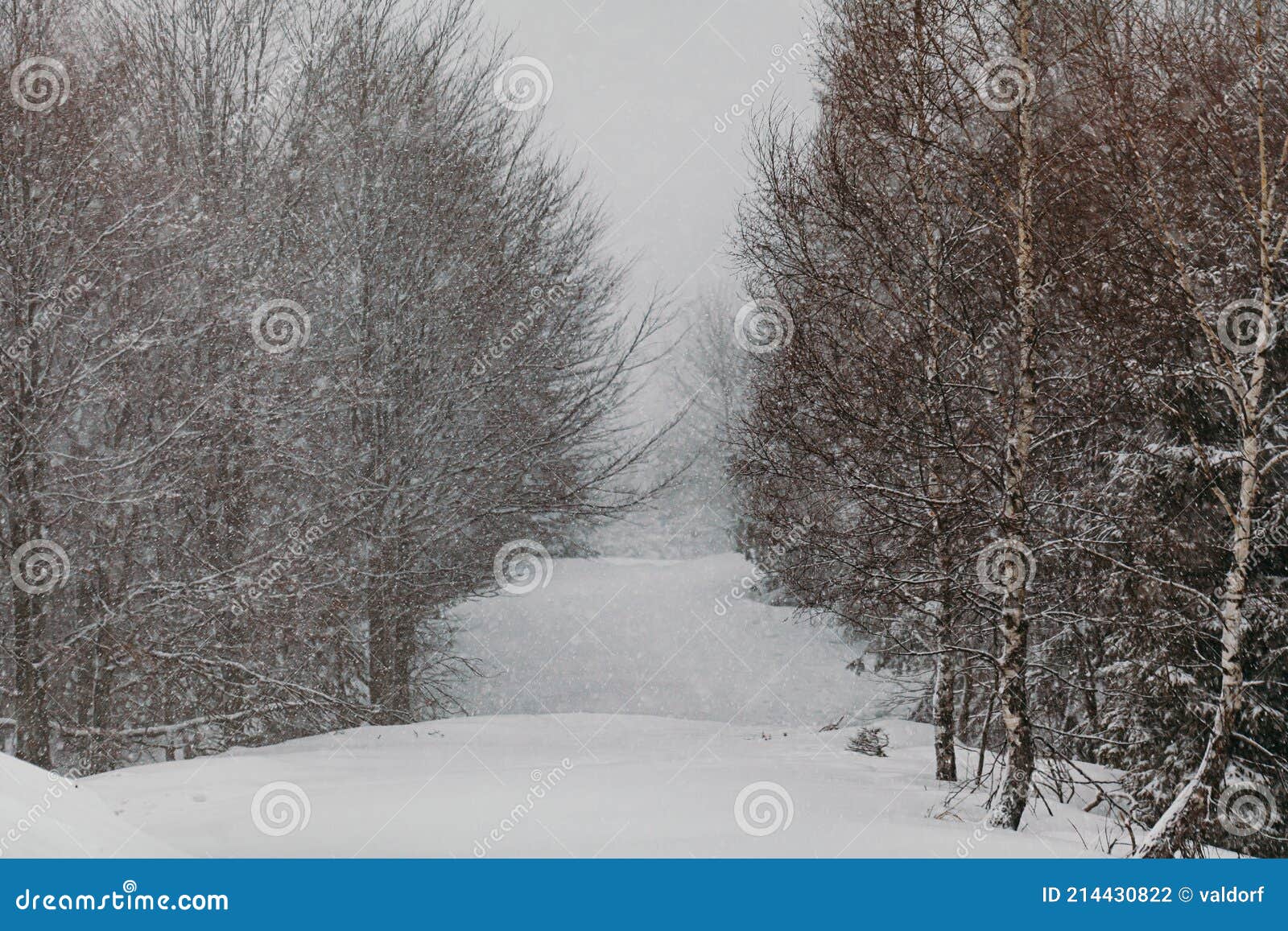 Forest during Snowstorm in Winter Stock Photo - Image of hoarfrost ...