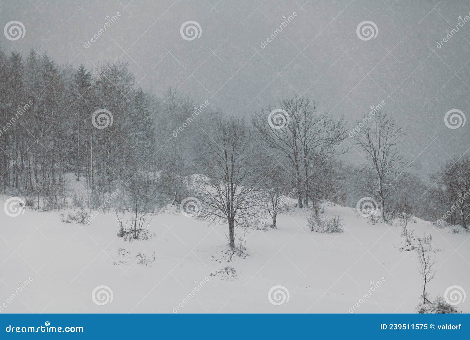 Forest during Snowstorm in Winter Stock Image - Image of flake, frost ...