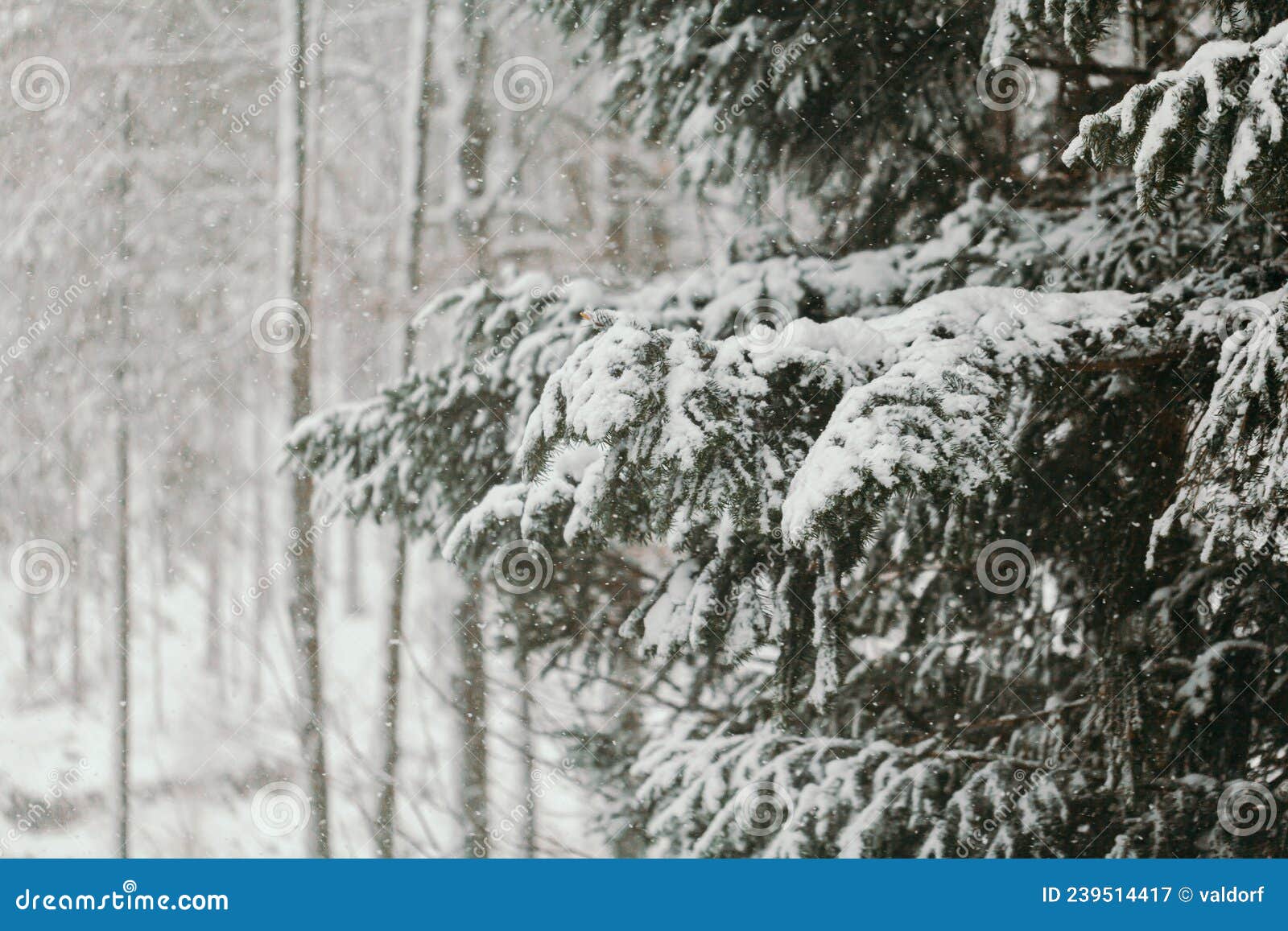 Forest during Snowstorm in Winter Stock Image - Image of flake, travel ...