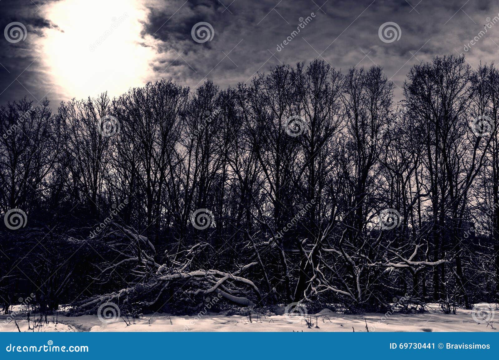 Misty Forest with Dead Trees in Winter Landscape Stock Image - Image of ...