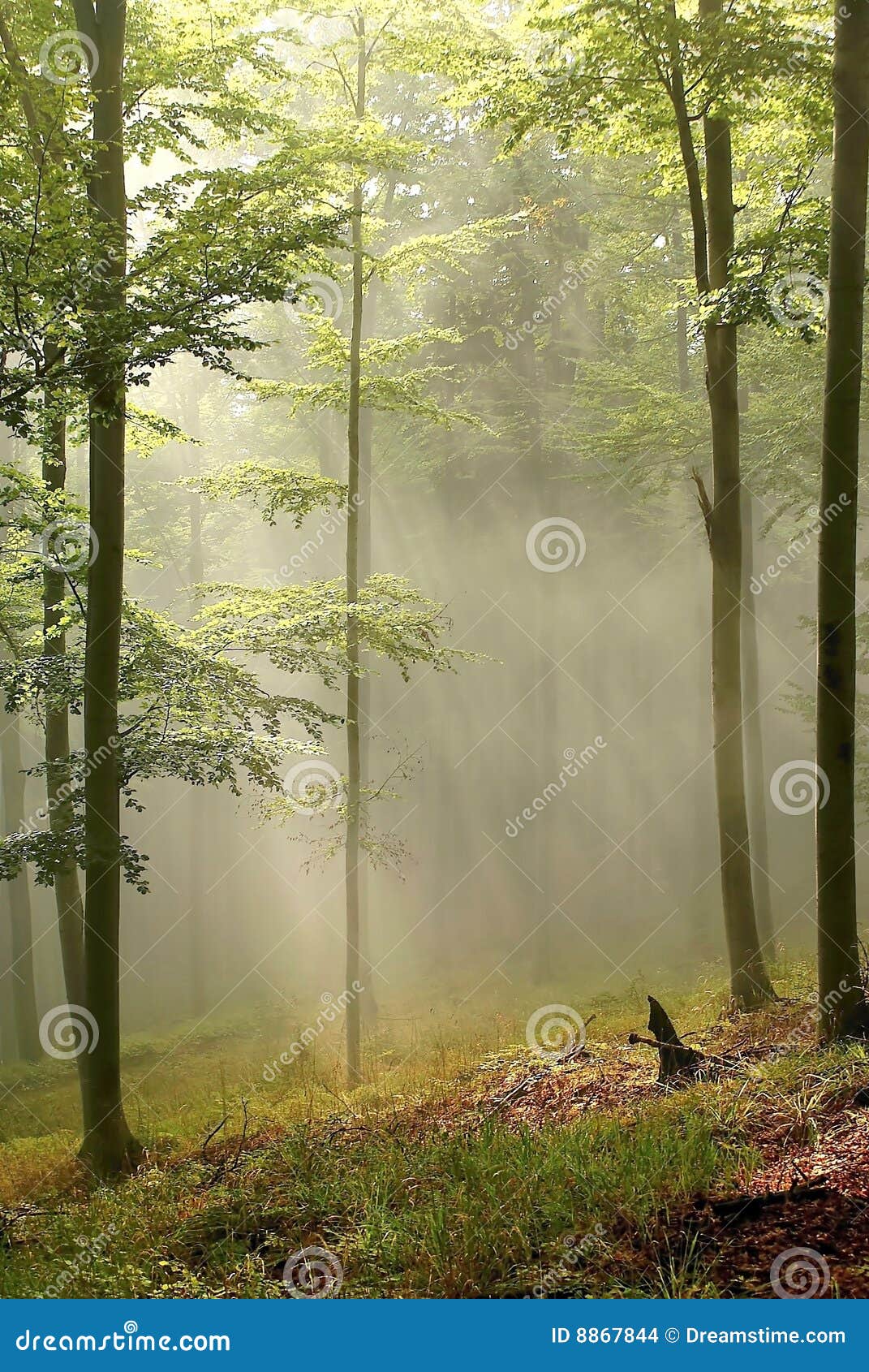 Misty Forest with Early Morning Sun Rays Stock Photo - Image of alley ...