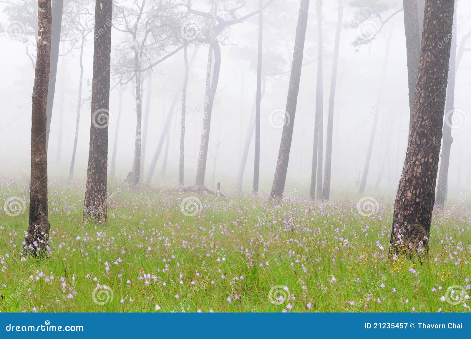 Misty Forest with Flowers on the Ground Stock Image - Image of forest ...