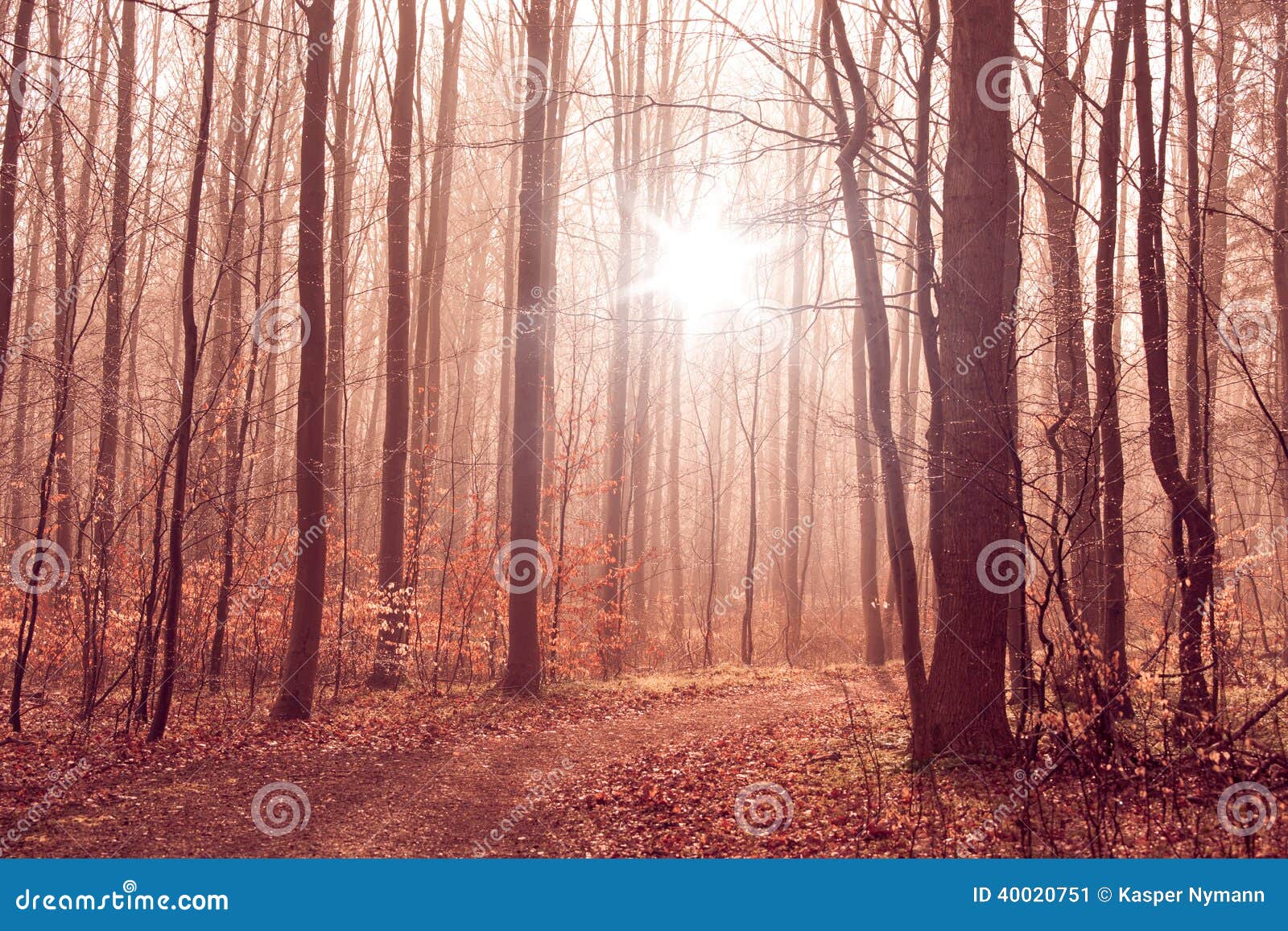 Misty Forest Foliage with Tall Trees Stock Image - Image of forest ...