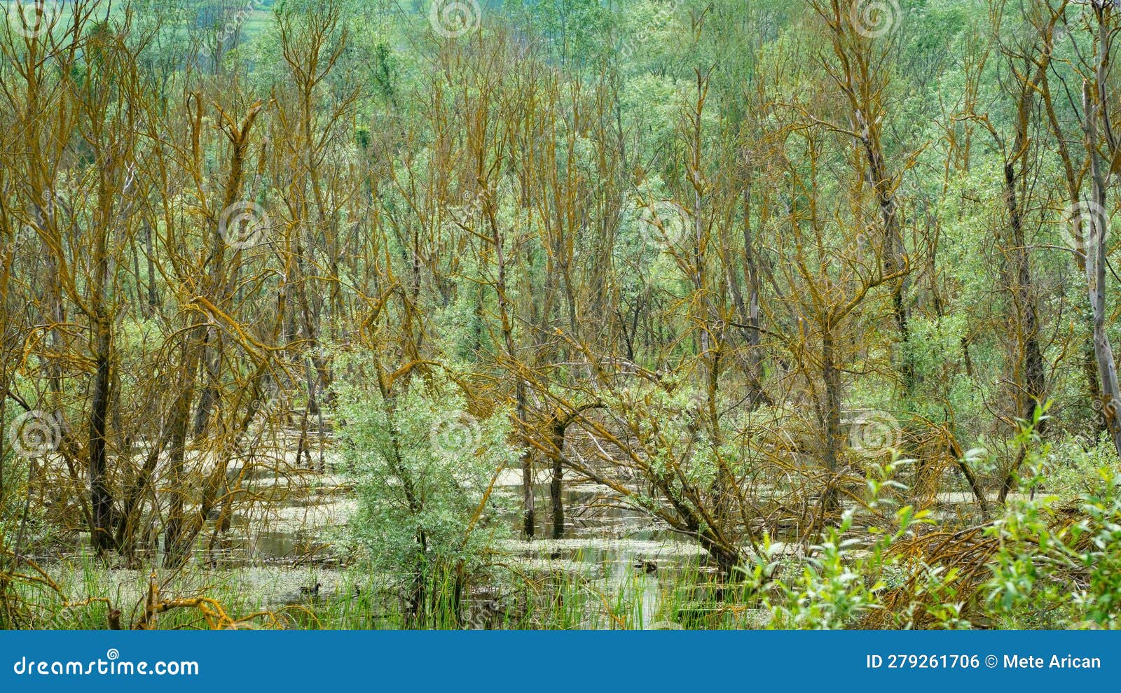 Misty Forest Landscape. Dead Trees and Swamp in a Spooky Forest Stock ...