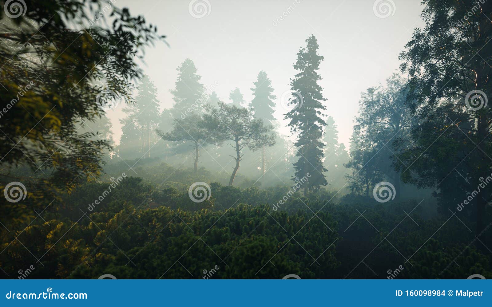 Misty Forest Landscape. Deep Wild Forest In Magic Evening Light With ...