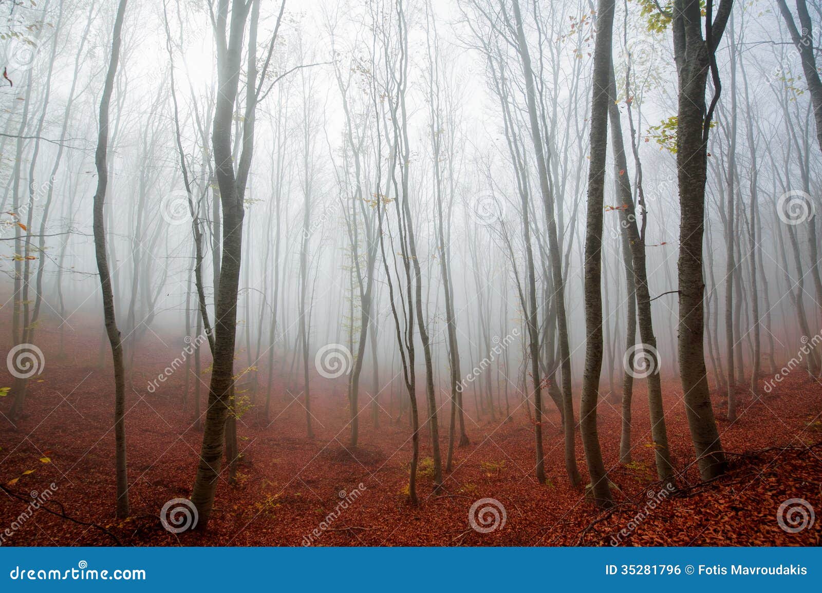 Misty forest stock photo. Image of scenic, ecology, autumn - 35281796