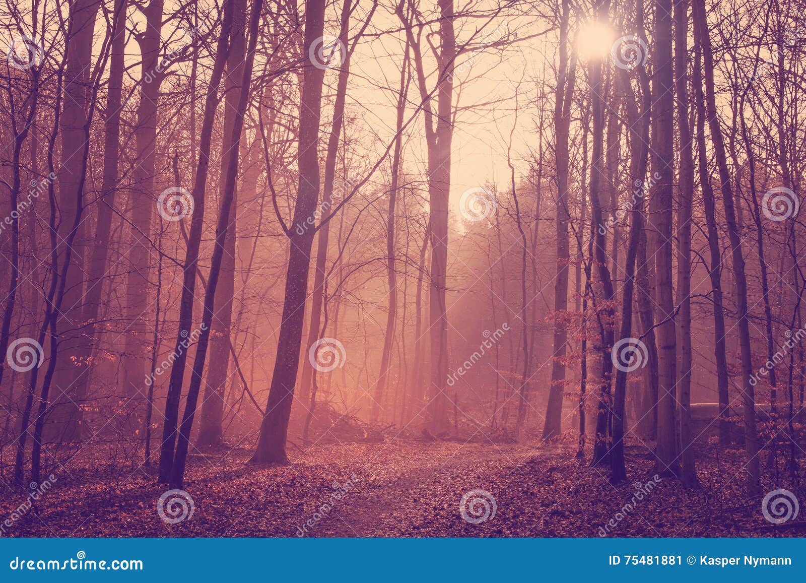 Misty Forest in the Morning Sunrise Stock Image - Image of nature ...