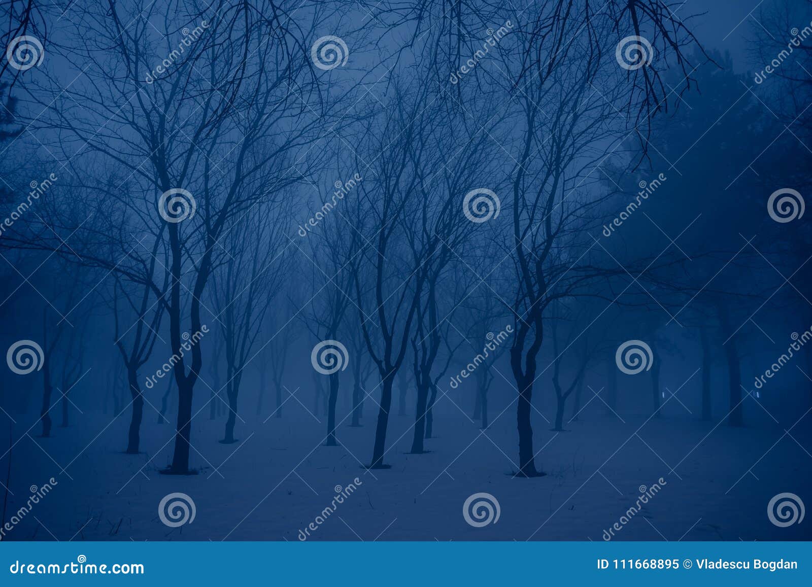 Misty forest by night stock image. Image of horror, forest - 111668895
