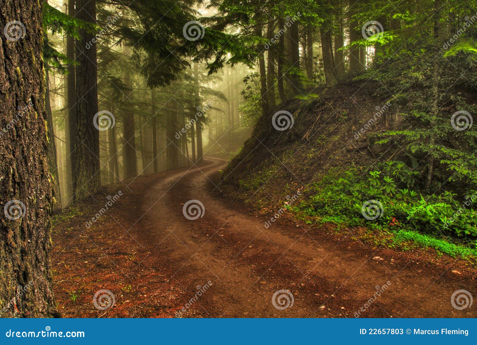 Misty Forest Path stock image. Image of path, bushes - 22657803