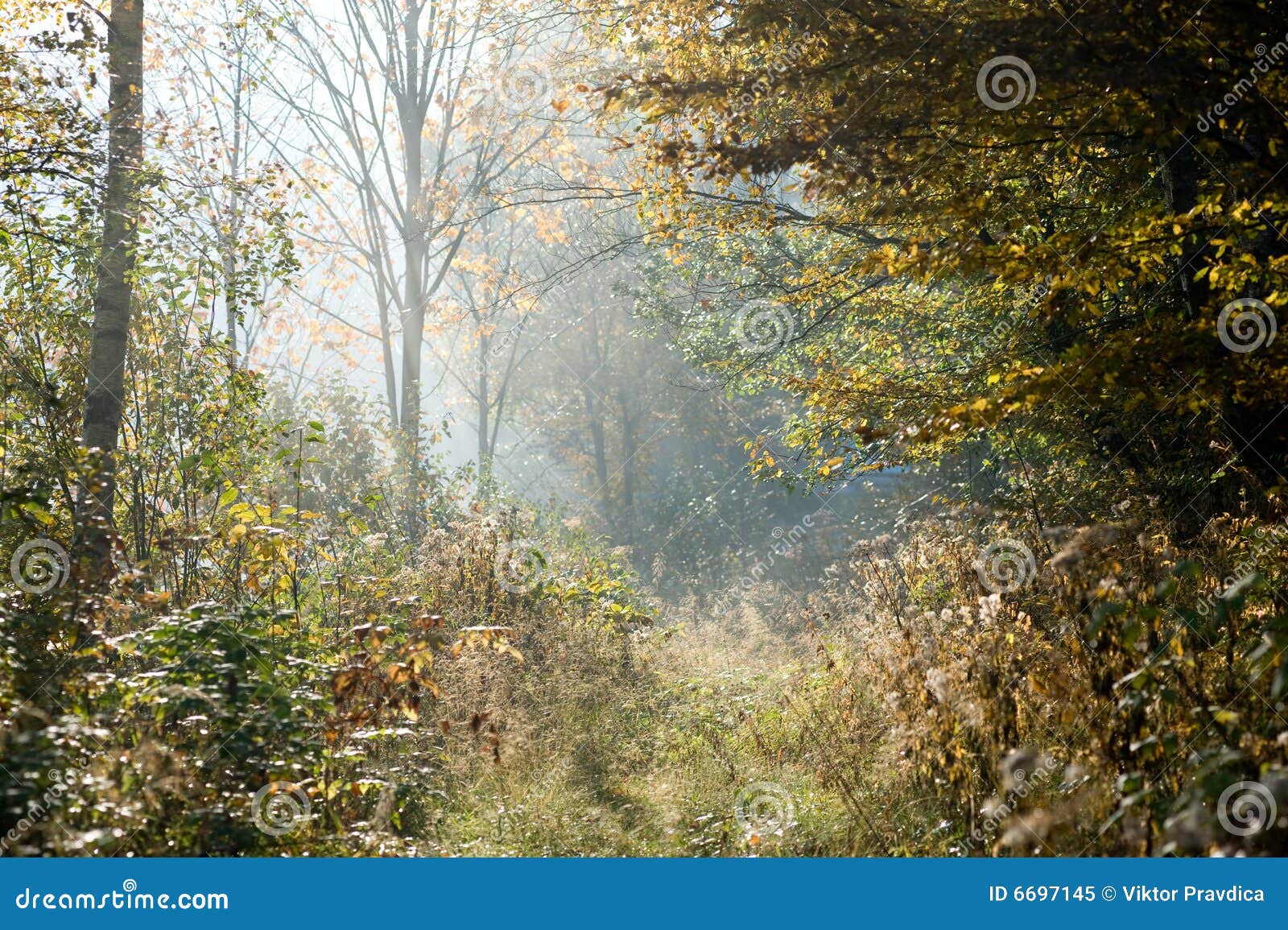 Misty forest path stock image. Image of october, leaves - 6697145