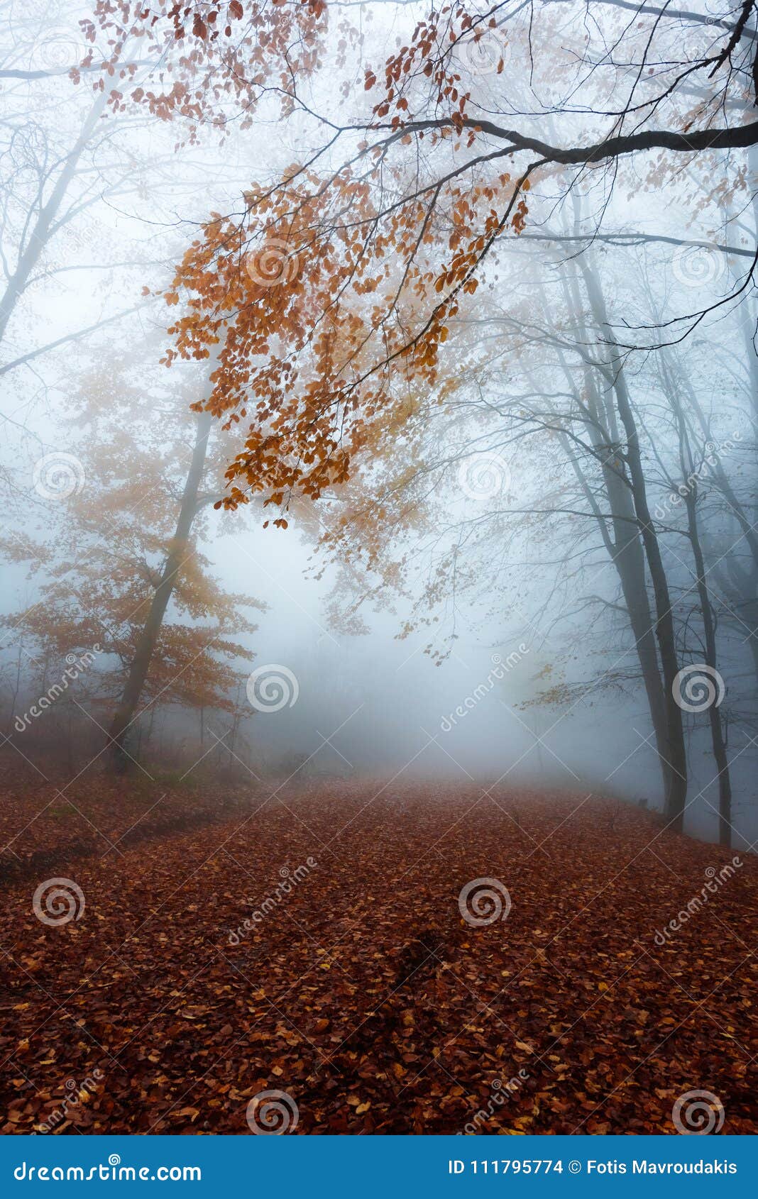 Misty Forest Path in Autumn Stock Photo - Image of foggy, forest: 111795774