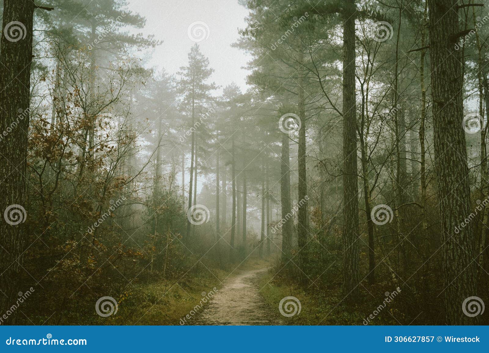 Misty Forest Path Surrounded by Trees Stock Image - Image of tranquil ...