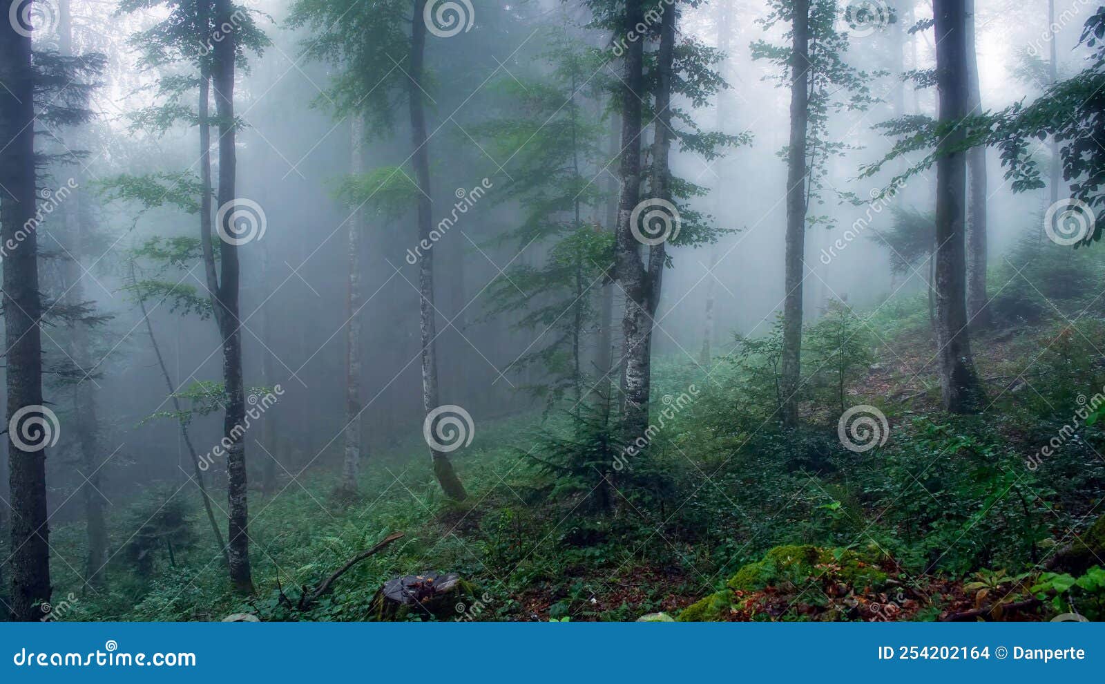 Misty forest stock photo. Image of trees, light, nature - 254202164