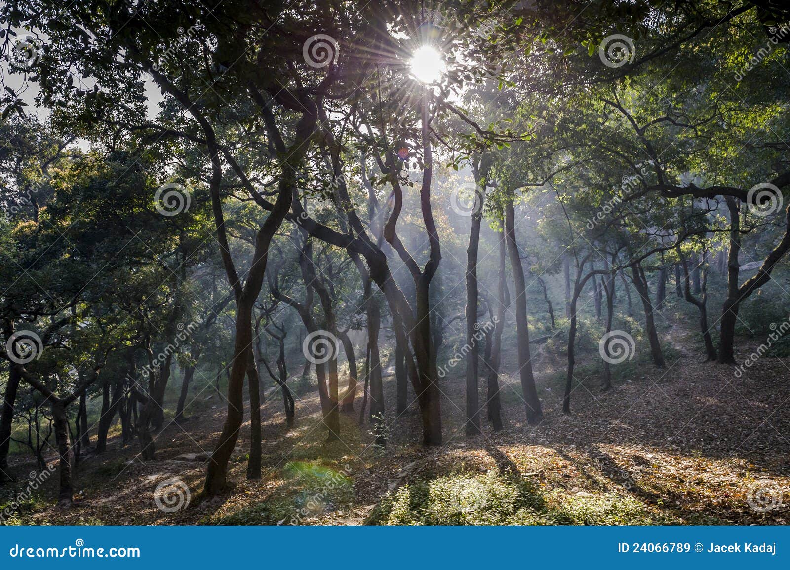 Misty Forest with the Rising Sun. Stock Image - Image of daylight, lush ...