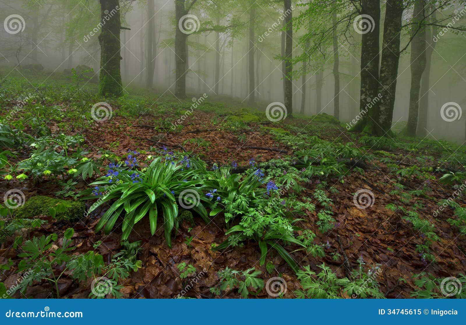 Misty forest stock image. Image of mountains, cloud, park - 34745615