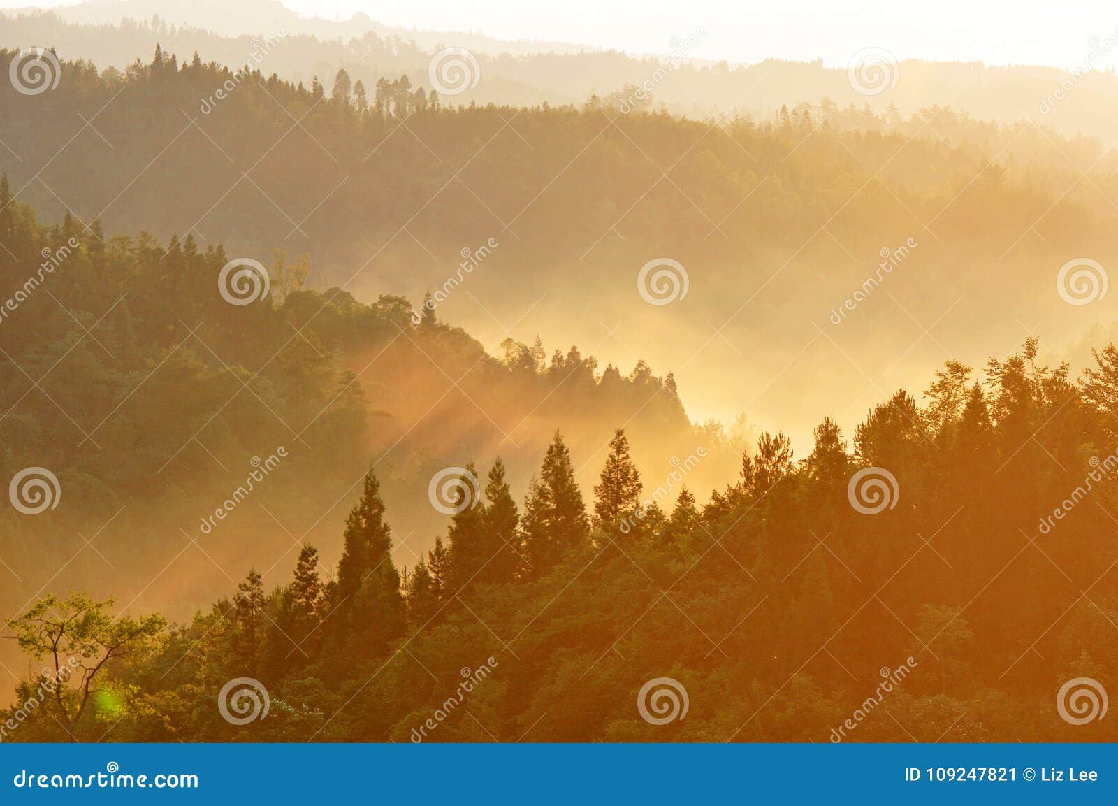 Misty Forest at Sunrise stock image. Image of flames - 109247821