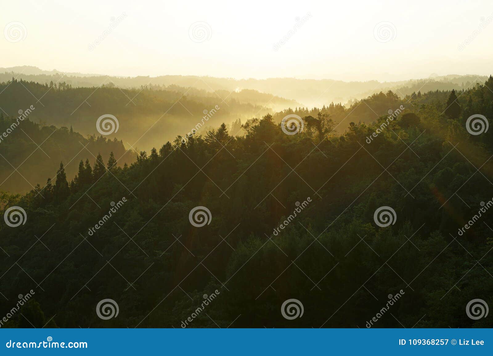 Misty Forest at Sunrise stock image. Image of dramatic - 109368257