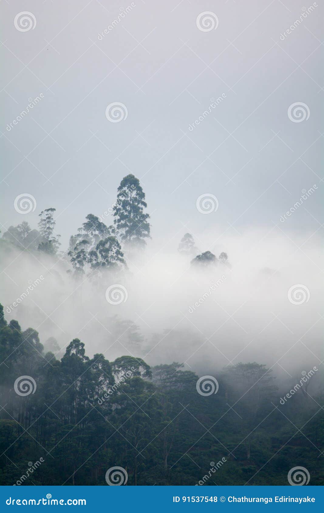 Misty forrest stock photo. Image of sitting, misty, dark - 91537548