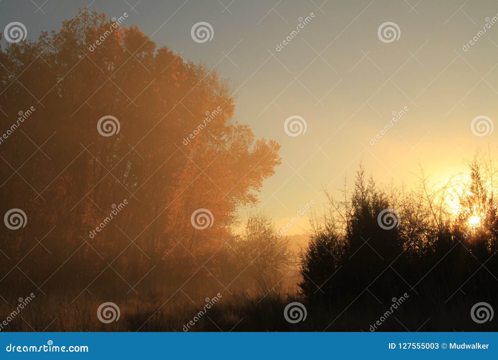 Misty Golden November Sunrise Stock Image - Image of diverse, autumn ...