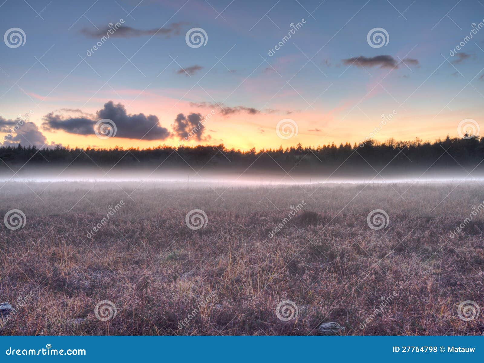 Misty heath stock photo. Image of foggy, forest, landscape - 27764798