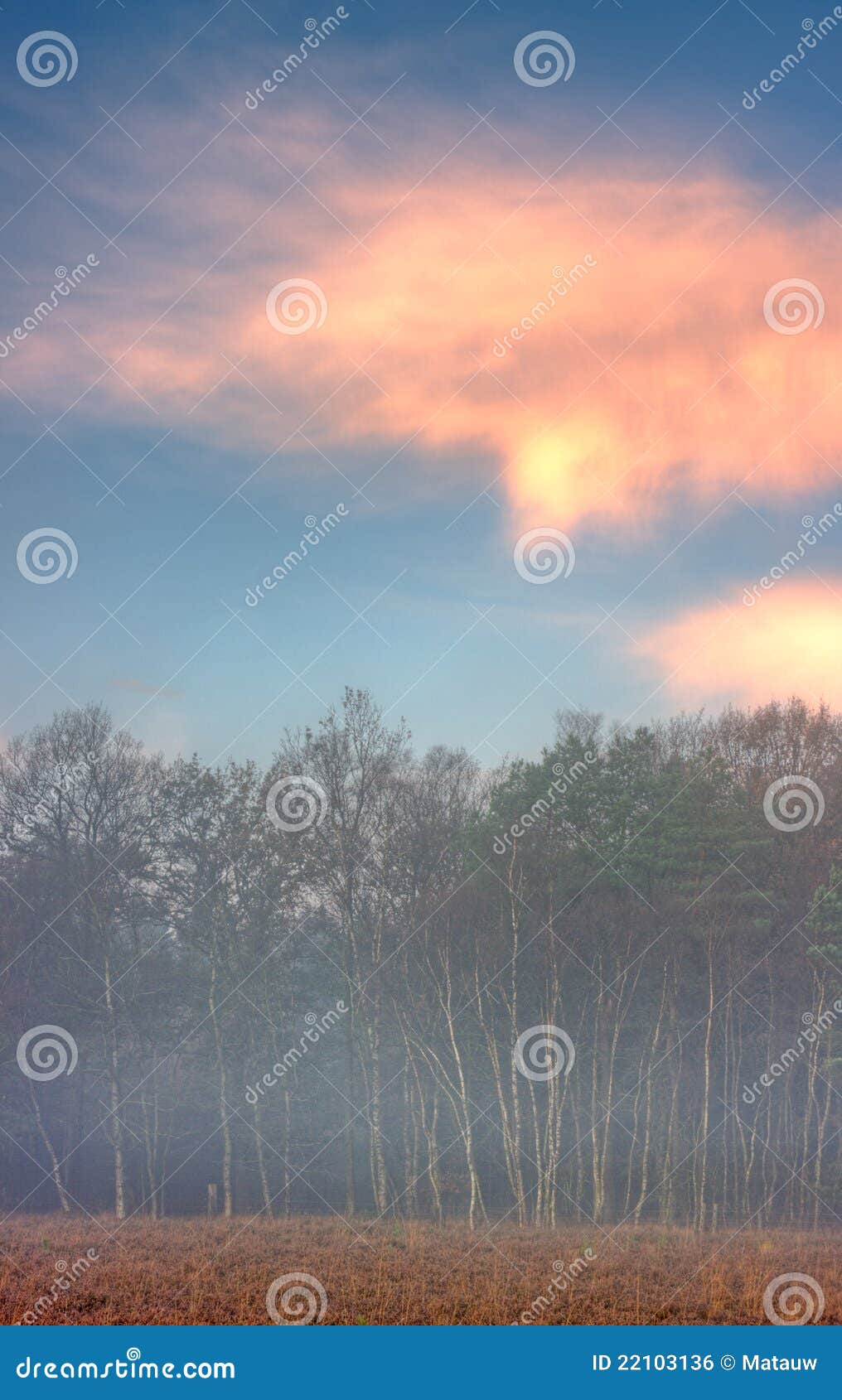 Misty heath at sunrise stock photo. Image of landscape - 22103136