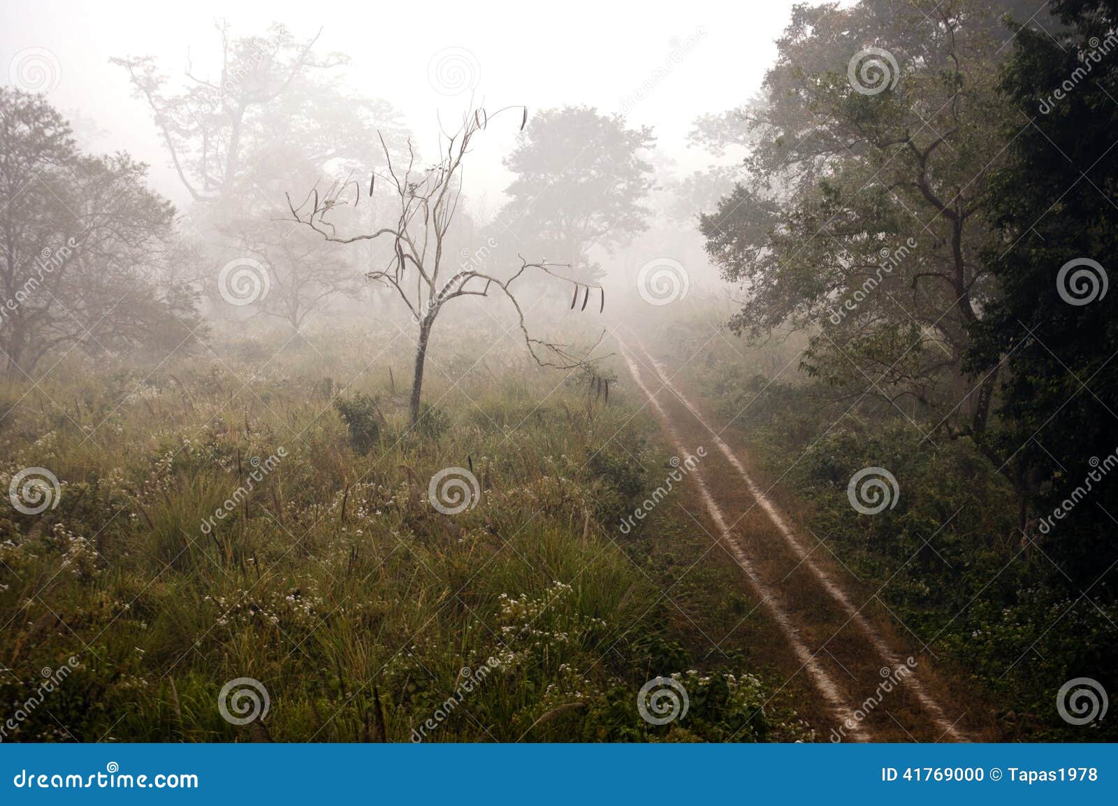 Misty jungle way stock photo. Image of flora, light, park - 41769000