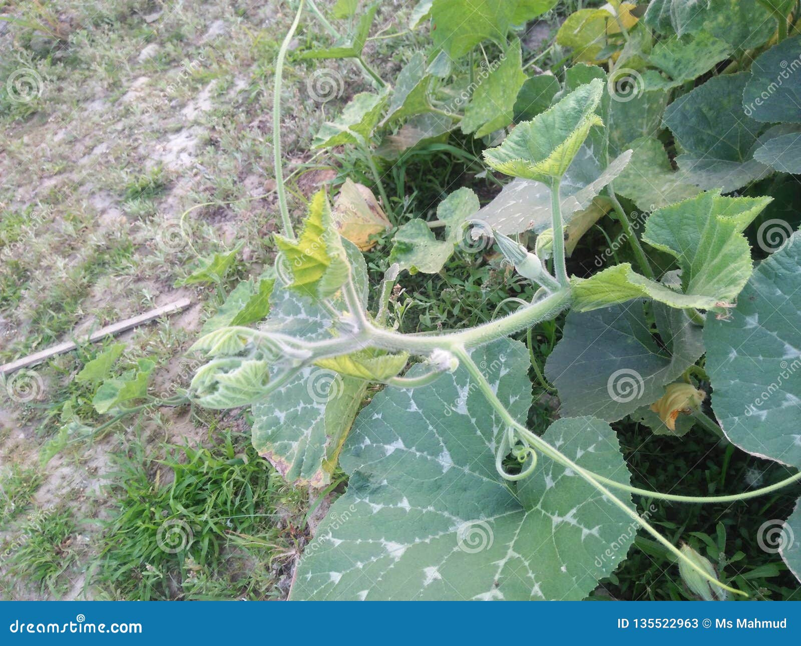 Misty kumra tree stock image. Image of beautifully, misty - 135522963