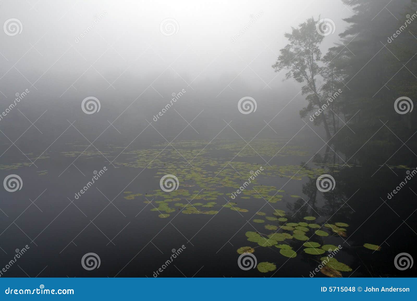 Misty lake stock photo. Image of state, trees, pads, lake - 5715048