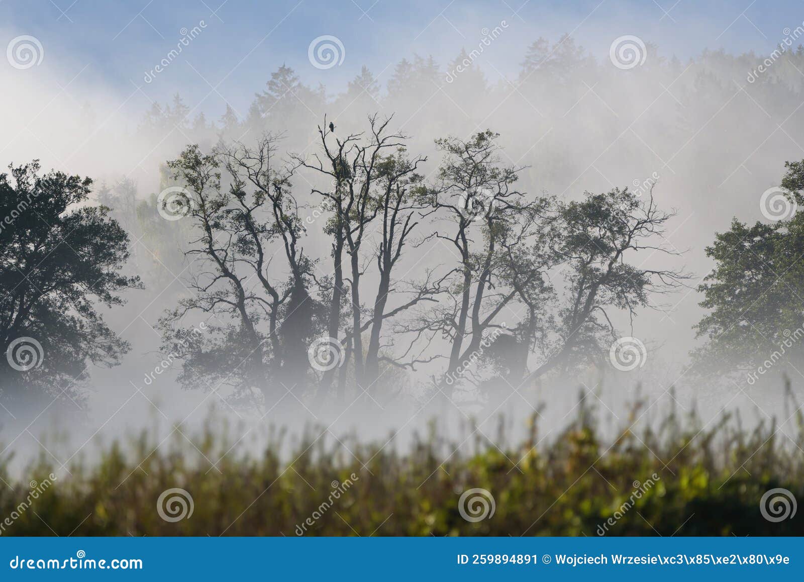 MISTY LANDSCAPE stock image. Image of climate, grassland - 259894891