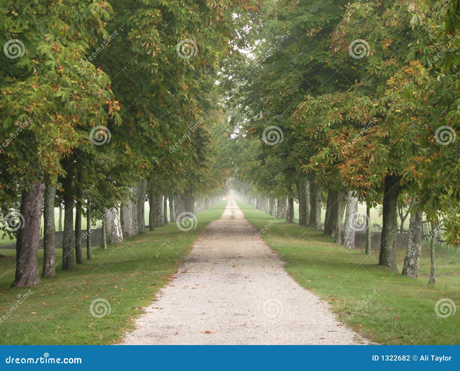 Misty long path stock photo. Image of path, leaves, misty - 1322682
