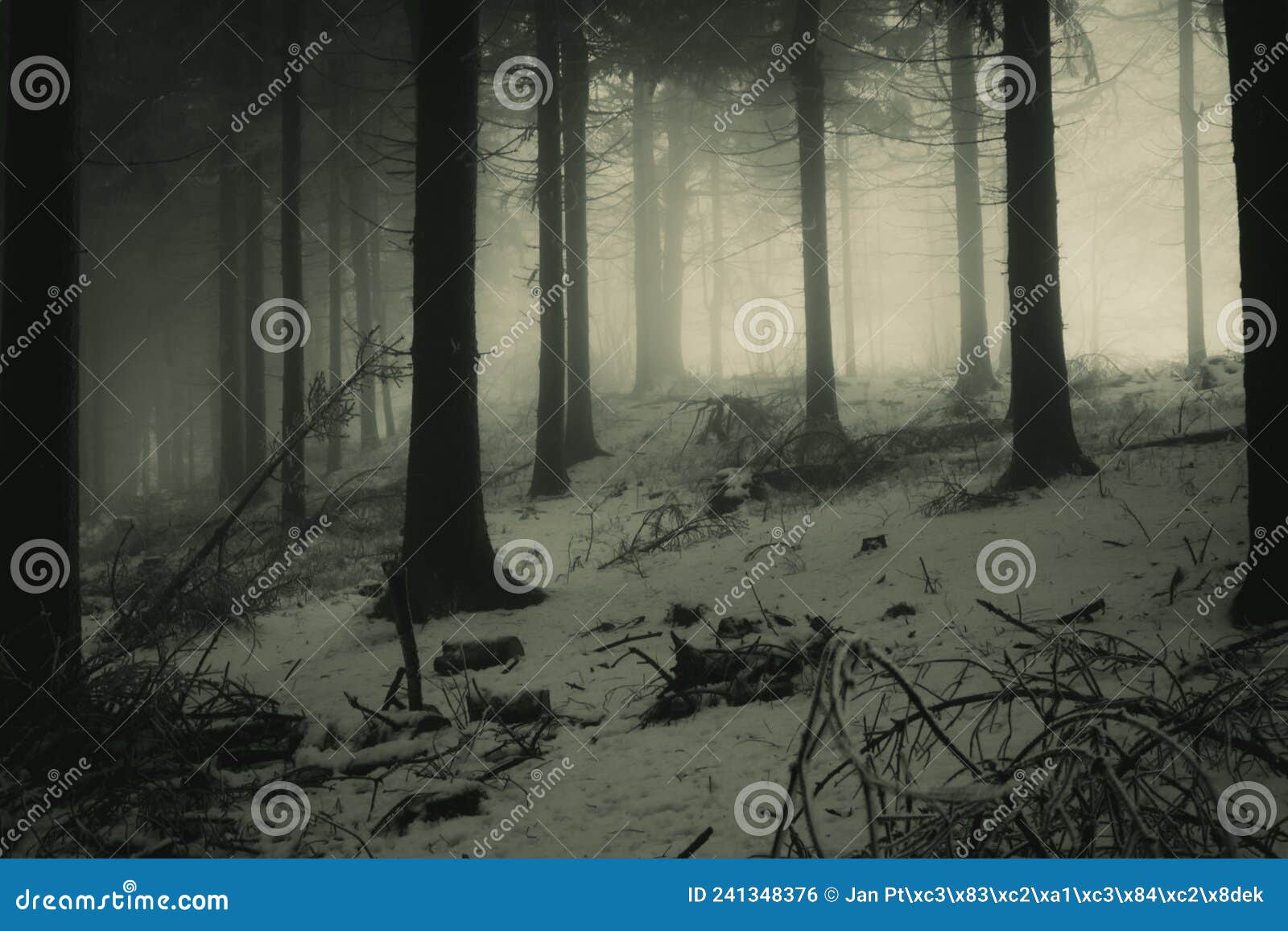 Misty Magic Forest in Winter. Haunted Forest Stock Photo - Image of ...