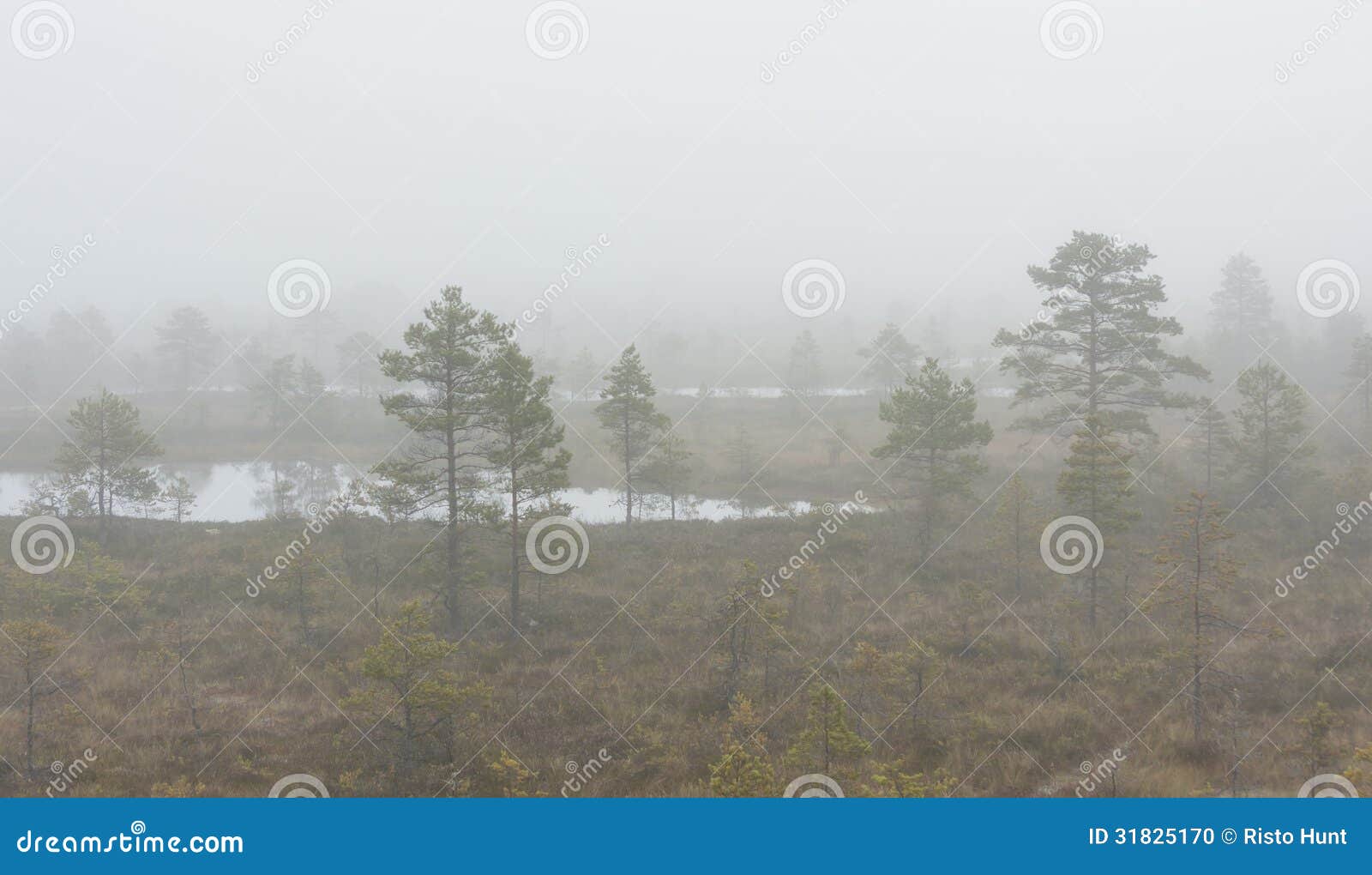 Misty marsh landscape stock photo. Image of mist, water - 31825170