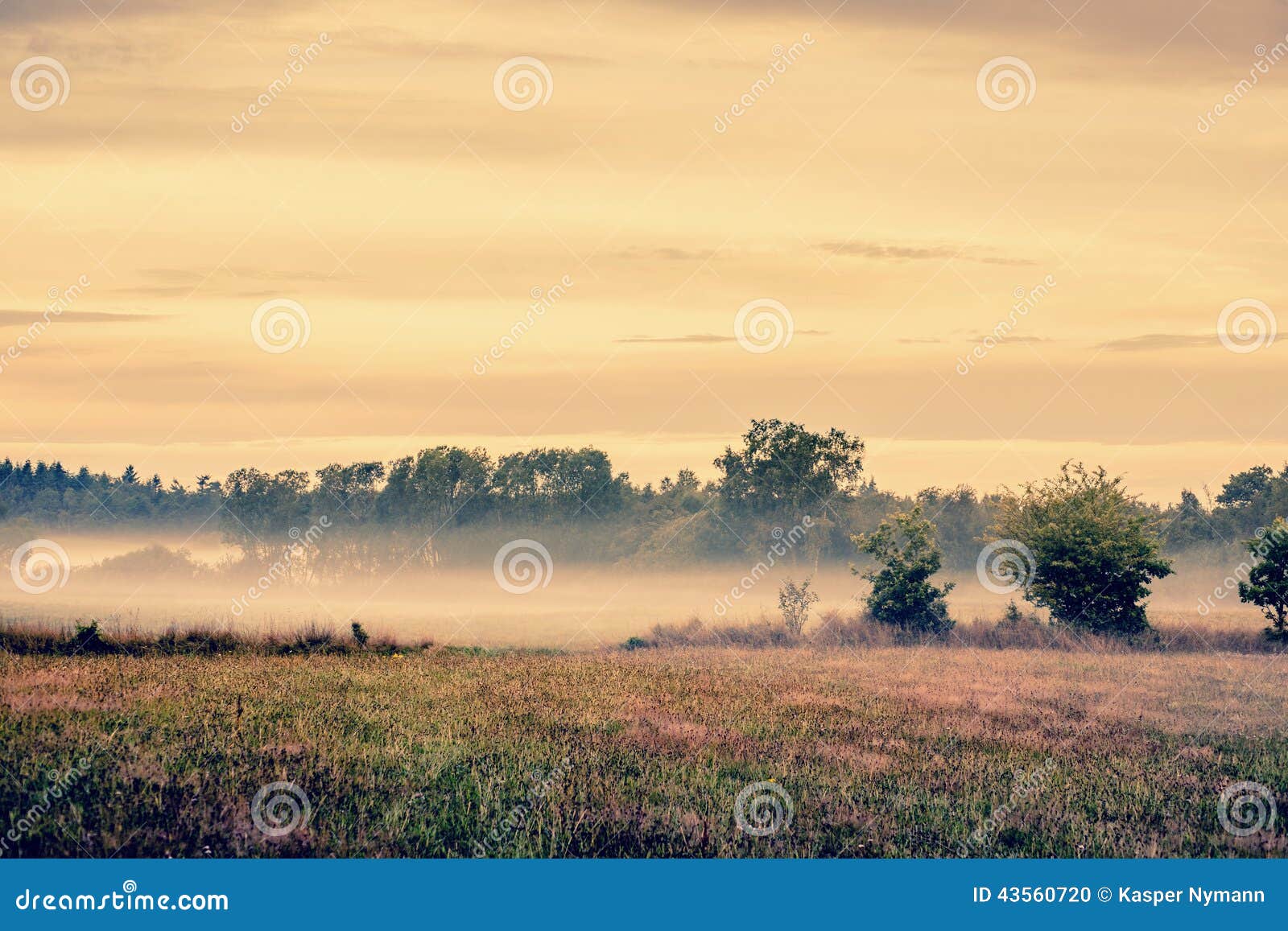 Misty meadow landscape stock photo. Image of dusk, fall - 43560720