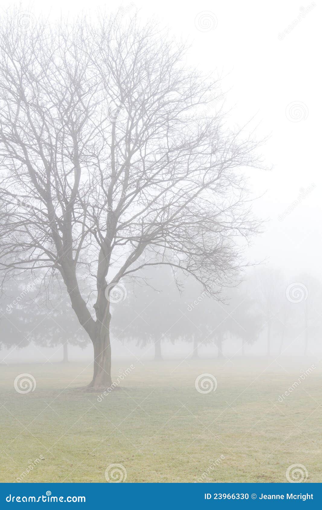 Misty Meadow with Leafless Maple Tree Stock Photo - Image of mysterious ...